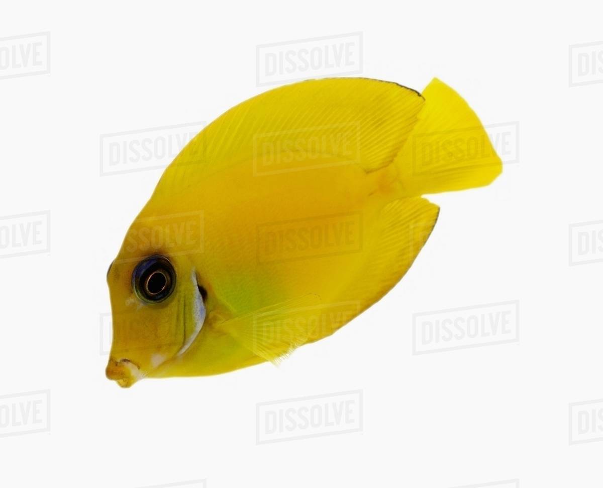 Yellow Tang - Royalty-free Stock Photo | Dissolve