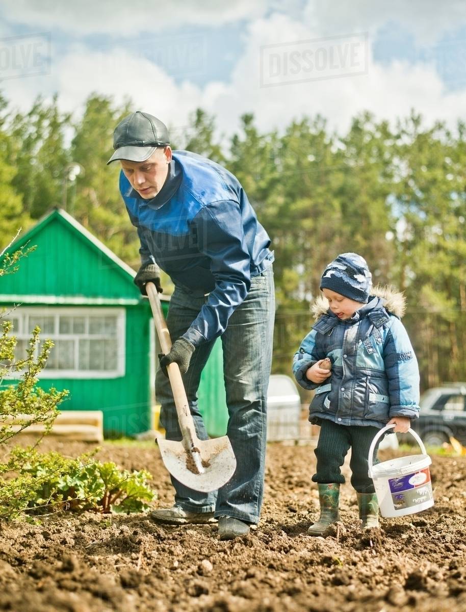 Father and toddler son digging allotment garden - Stock Photo - Dissolve