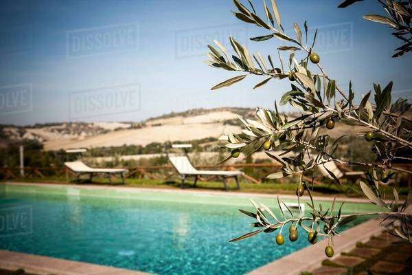 Olive tree and swimming pool, Siena, Valle Orcia, Tuscany, Italy ...