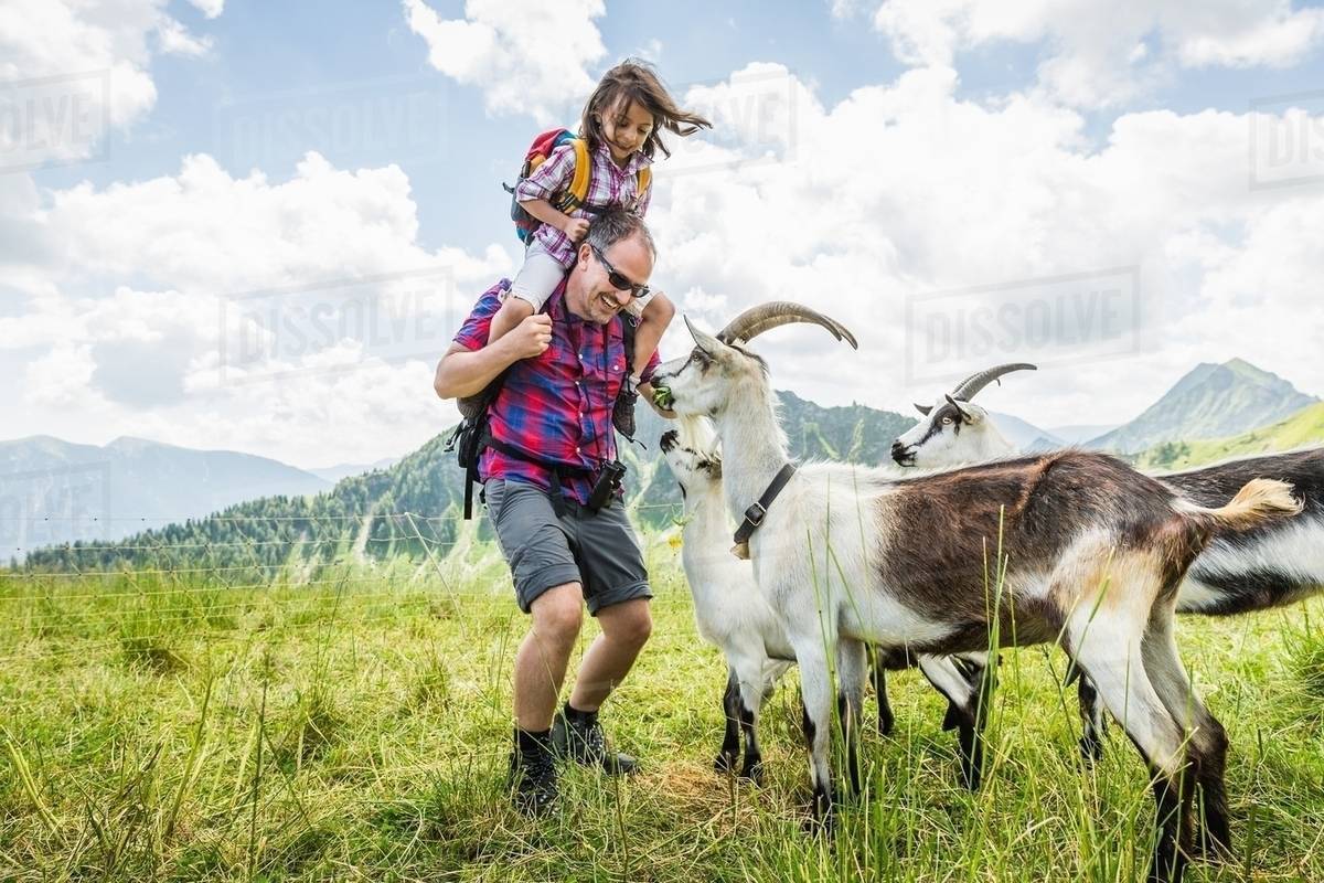 Father and daughter with goats, Tyrol, Austria - Stock Photo - Dissolve