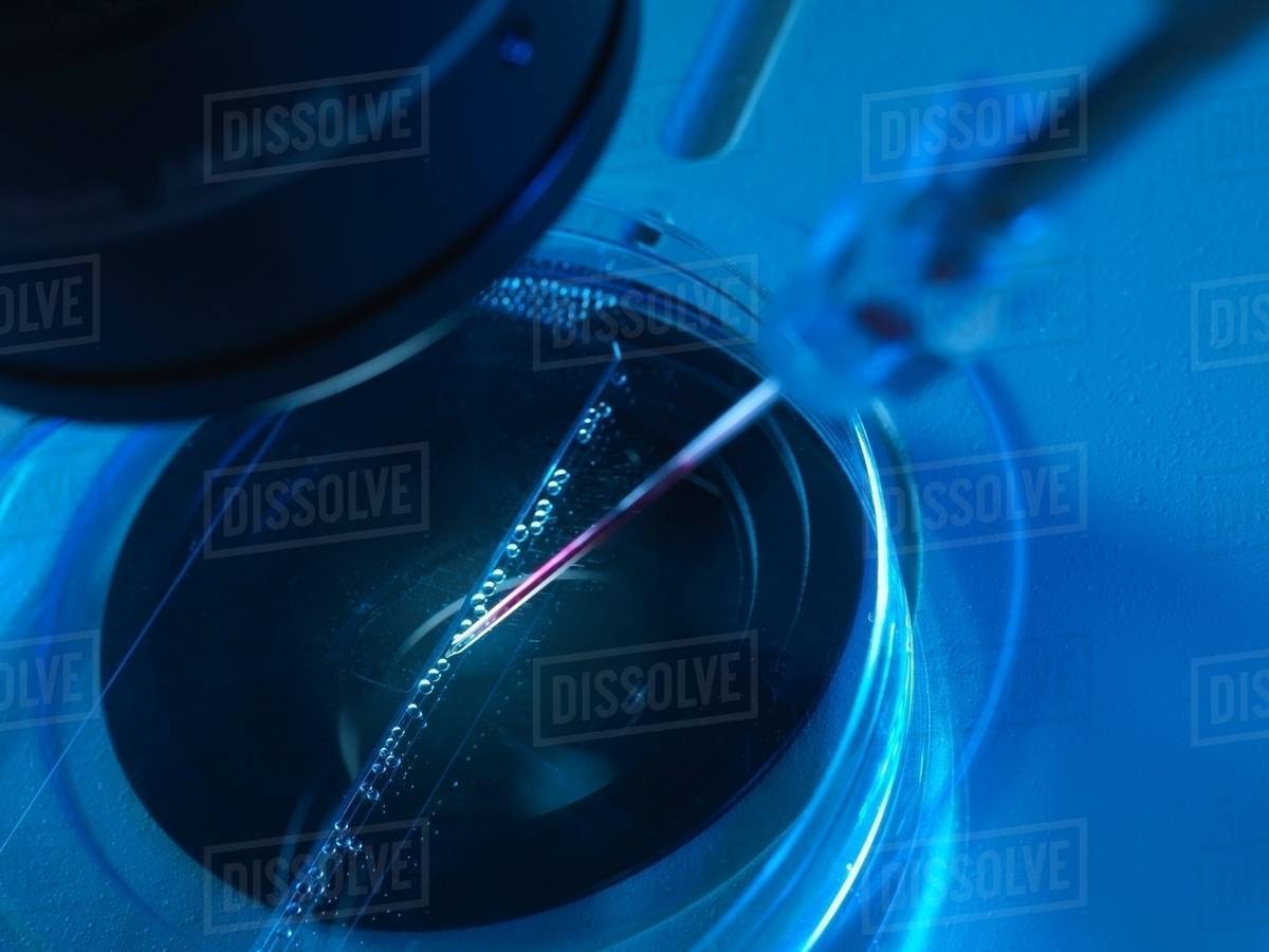 Nuclear transfer, Stem cells made from the cell nucleus - Stock Photo ...