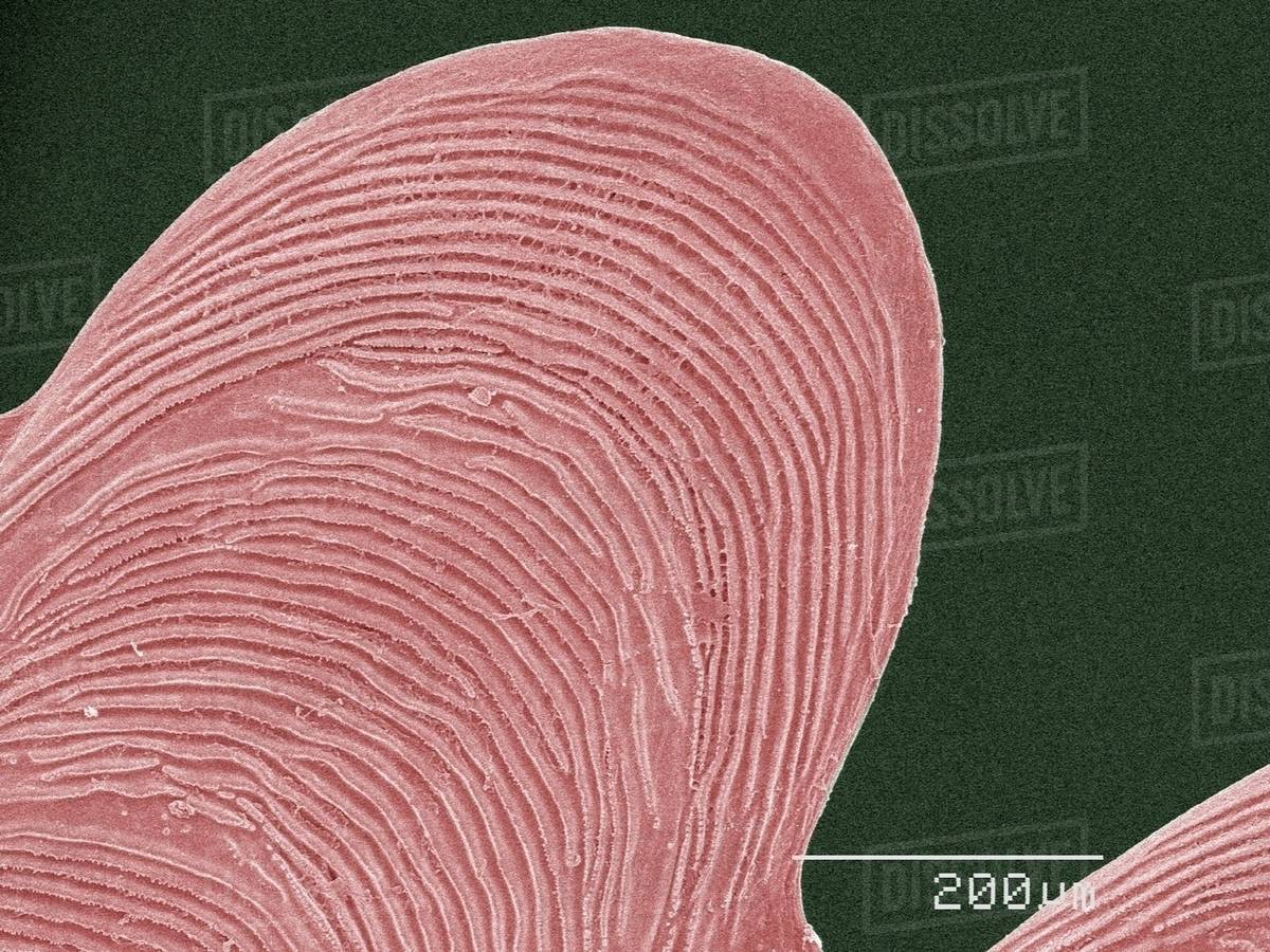 Coloured SEM of fish scale - Stock Photo - Dissolve