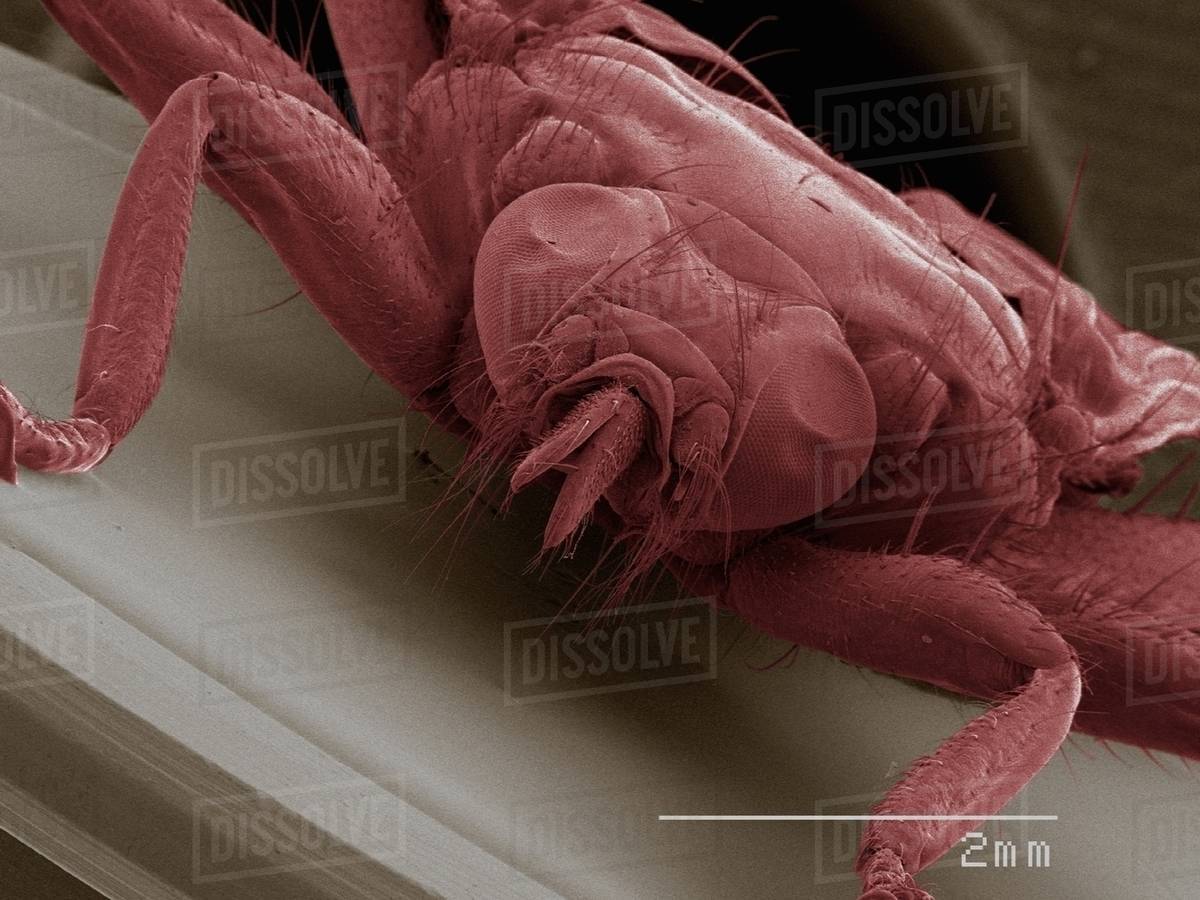 Coloured SEM of louse fly (Hippoboscidae), front view - Royalty-free ...