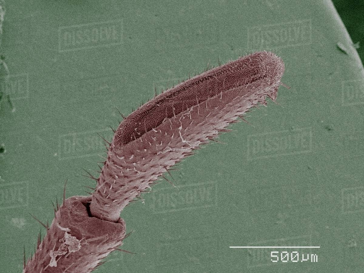 Coloured SEM of American cockroach mouthparts - Royalty-free Stock ...