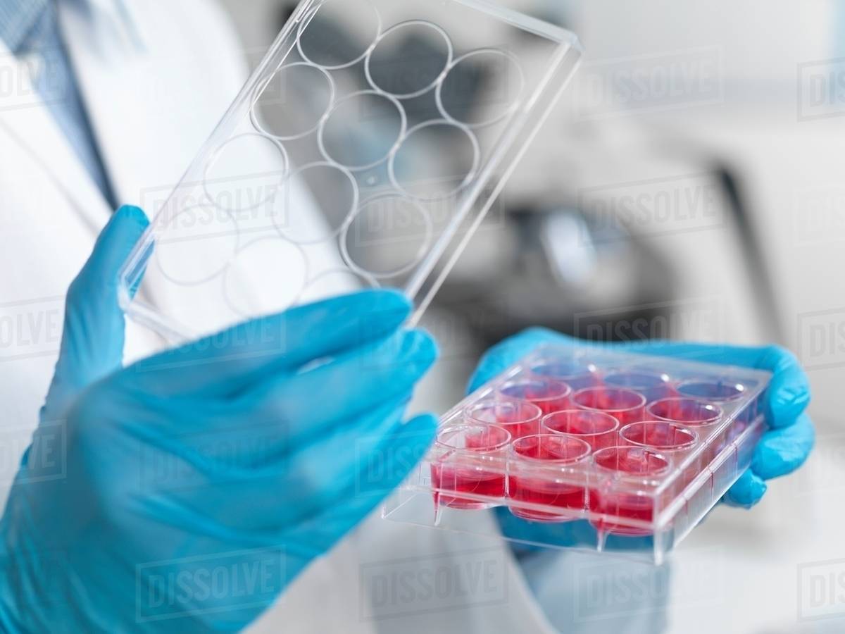Stem cell research. Close up of female scientist examining cell ...