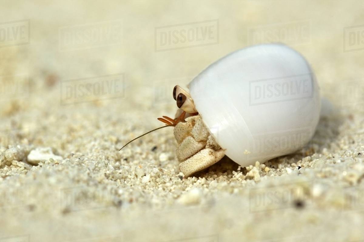 Hermit crab in a shell, Maldives - Stock Photo - Dissolve