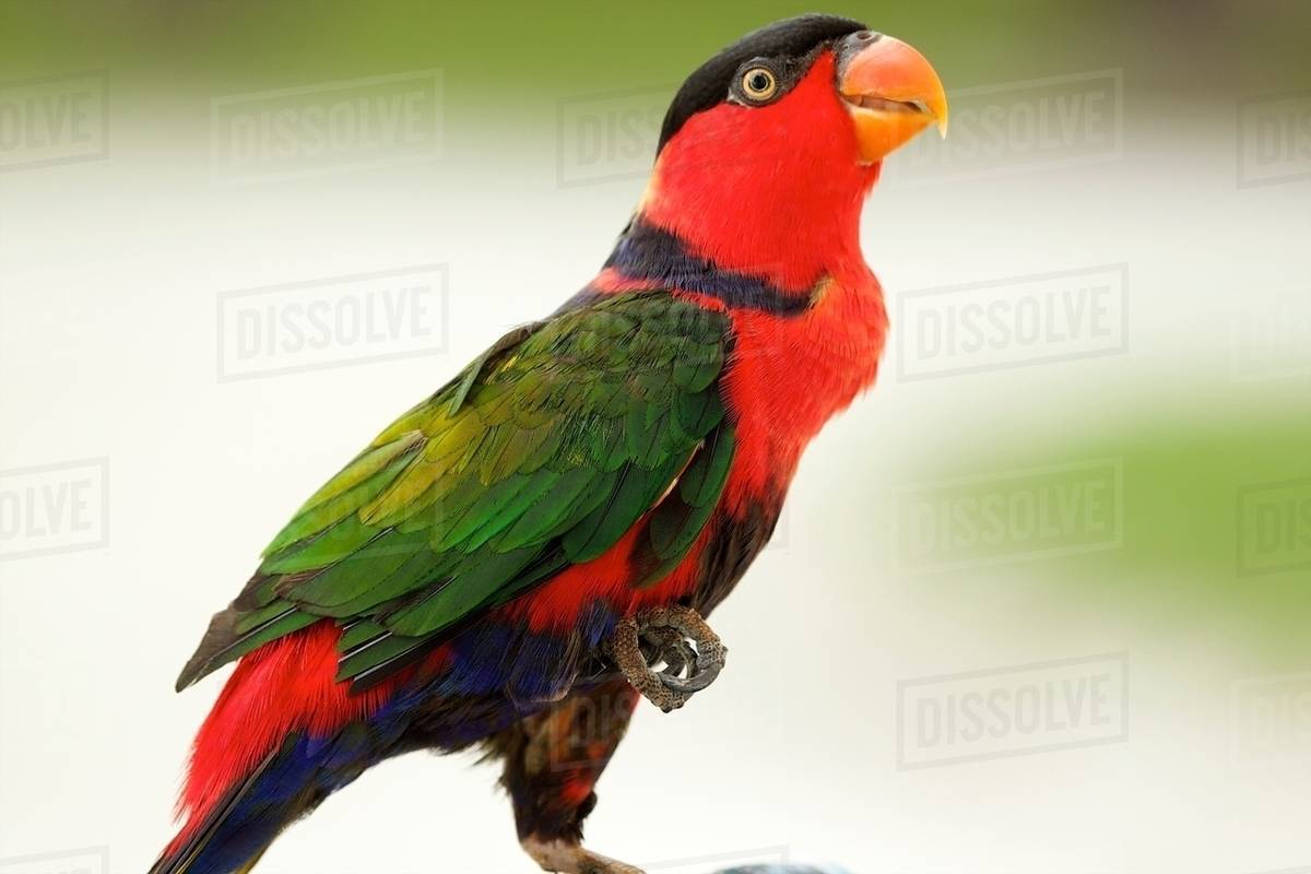 Black-capped Lory (Lorius lory), Maldives - Stock Photo - Dissolve
