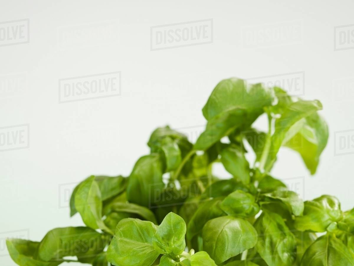 Close up of herbs - Stock Photo - Dissolve