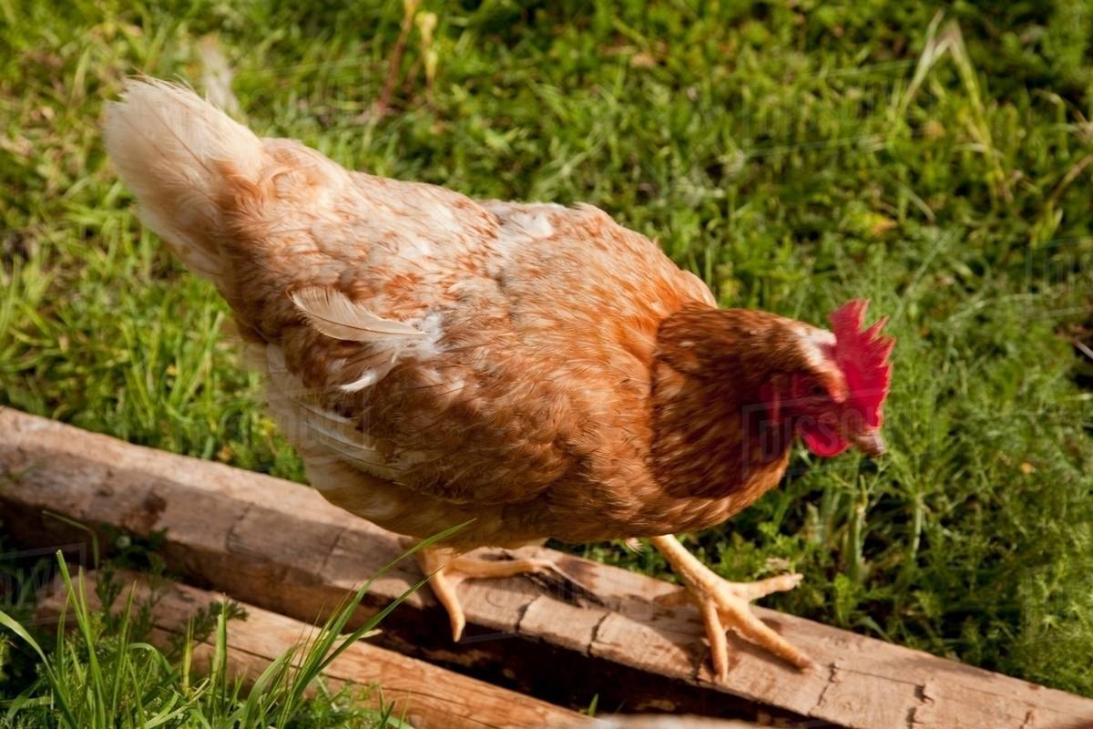 Hen walking on log - Royalty-free Stock Photo | Dissolve