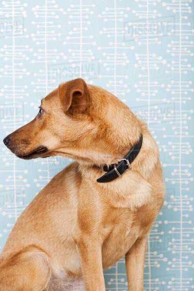 Dog looking over its shoulder - Royalty-free Stock Photo | Dissolve