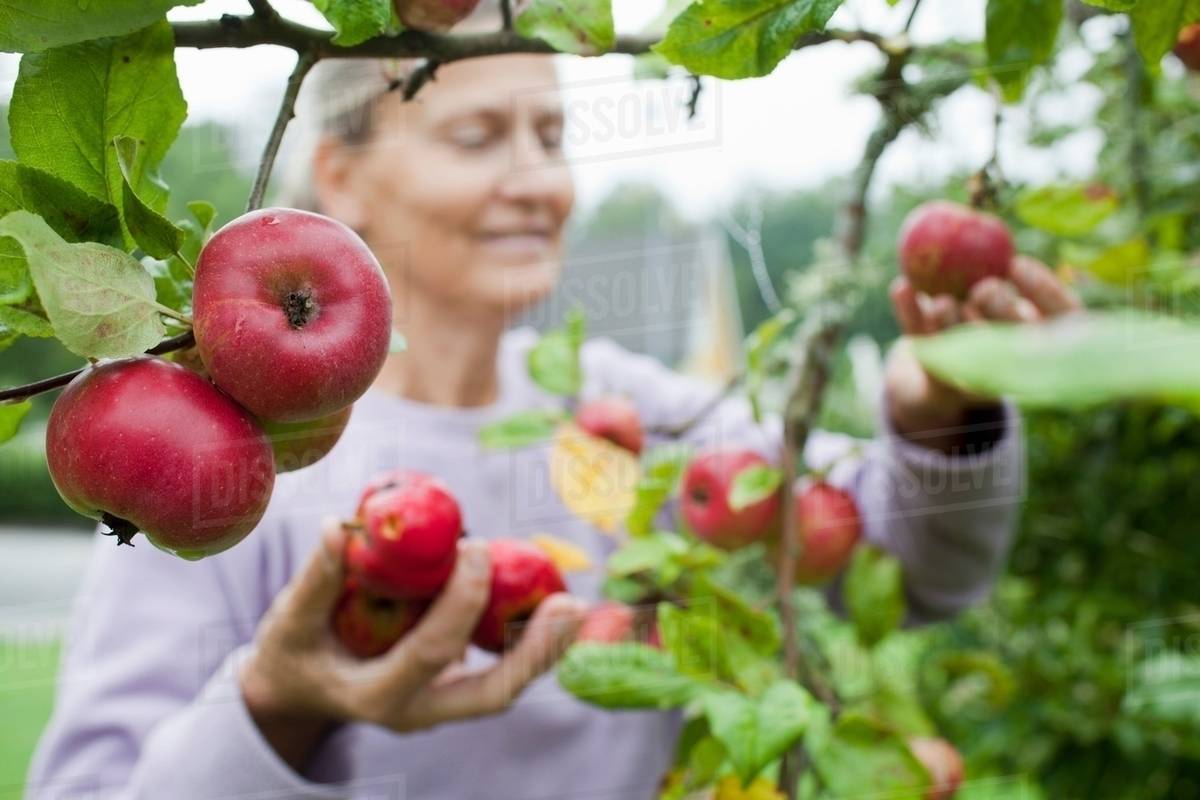 Older woman picking fruit from tree - Stock Photo - Dissolve