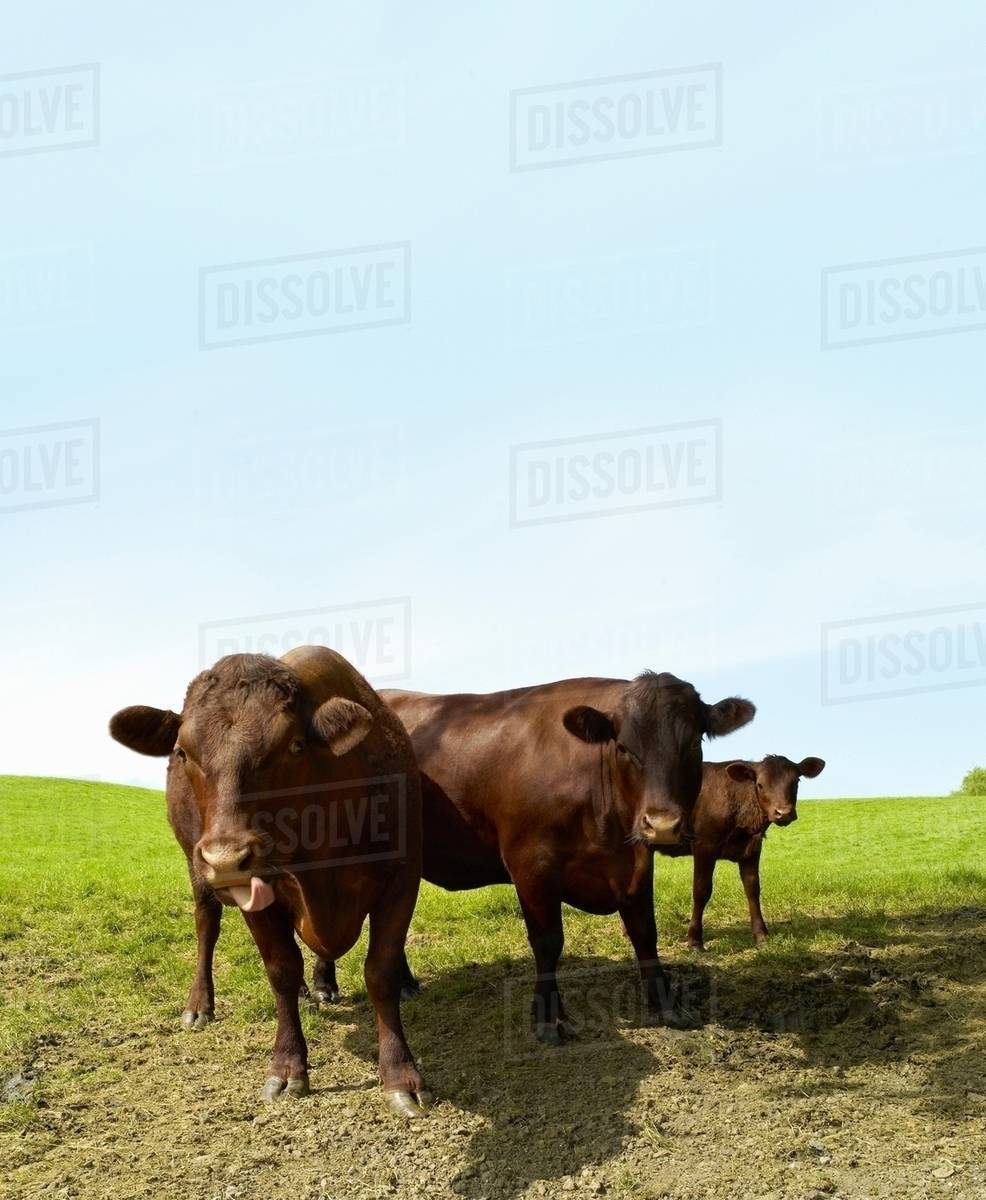 Cows grazing in field - Stock Photo - Dissolve