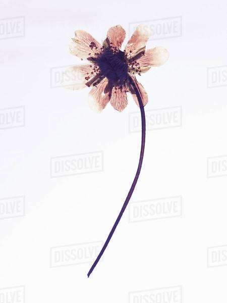 Close up of dried flower specimen - Stock Photo - Dissolve