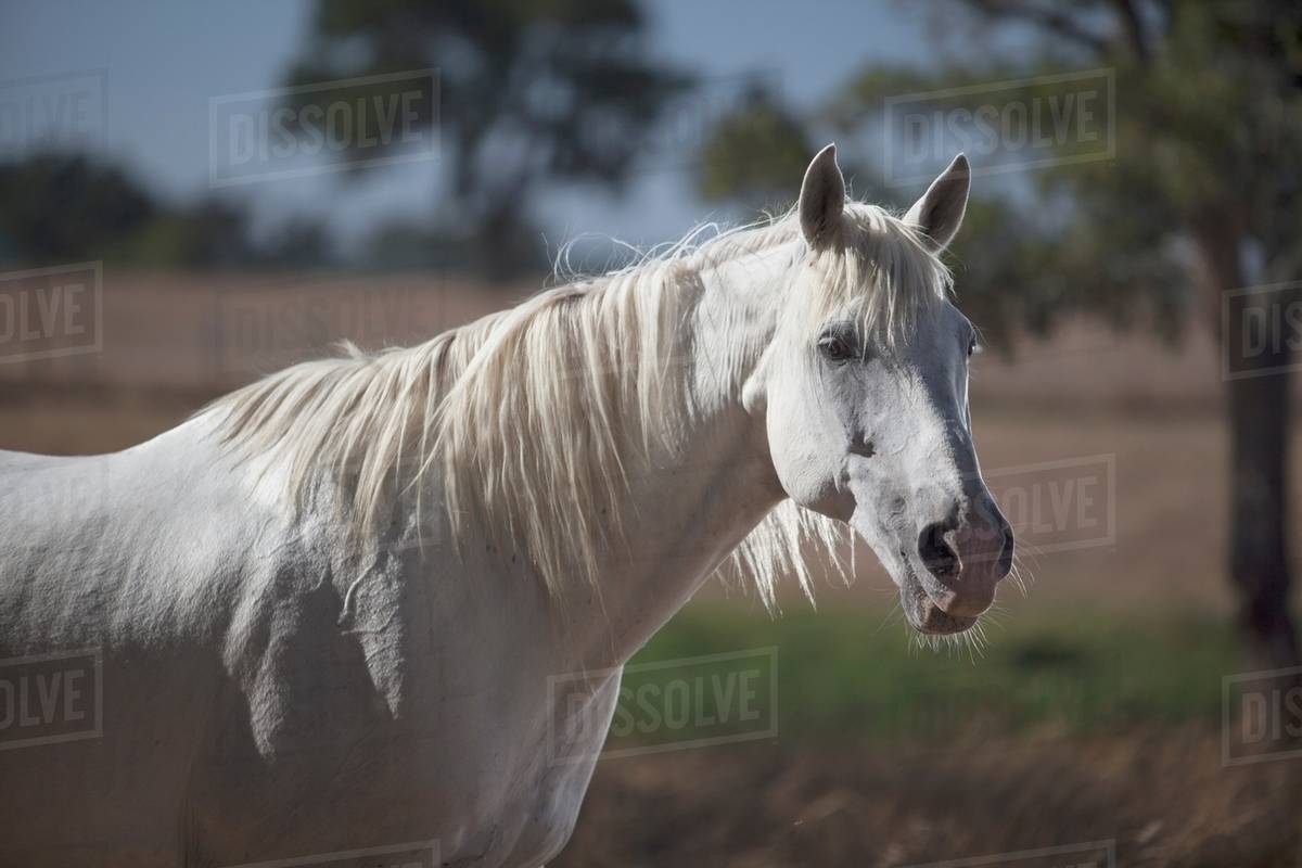 Horse standing in field - Royalty-free Stock Photo | Dissolve