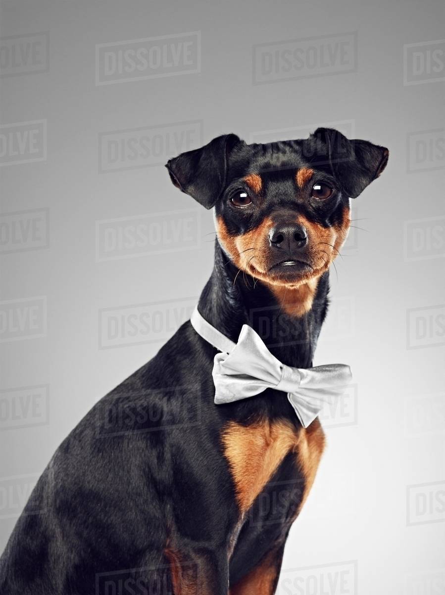 Dog wearing bow tie - Stock Photo - Dissolve