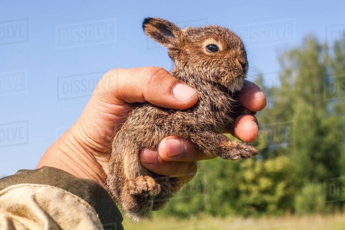 Close up of male hand holding up tiny juvenile rabbit - Stock Photo ...
