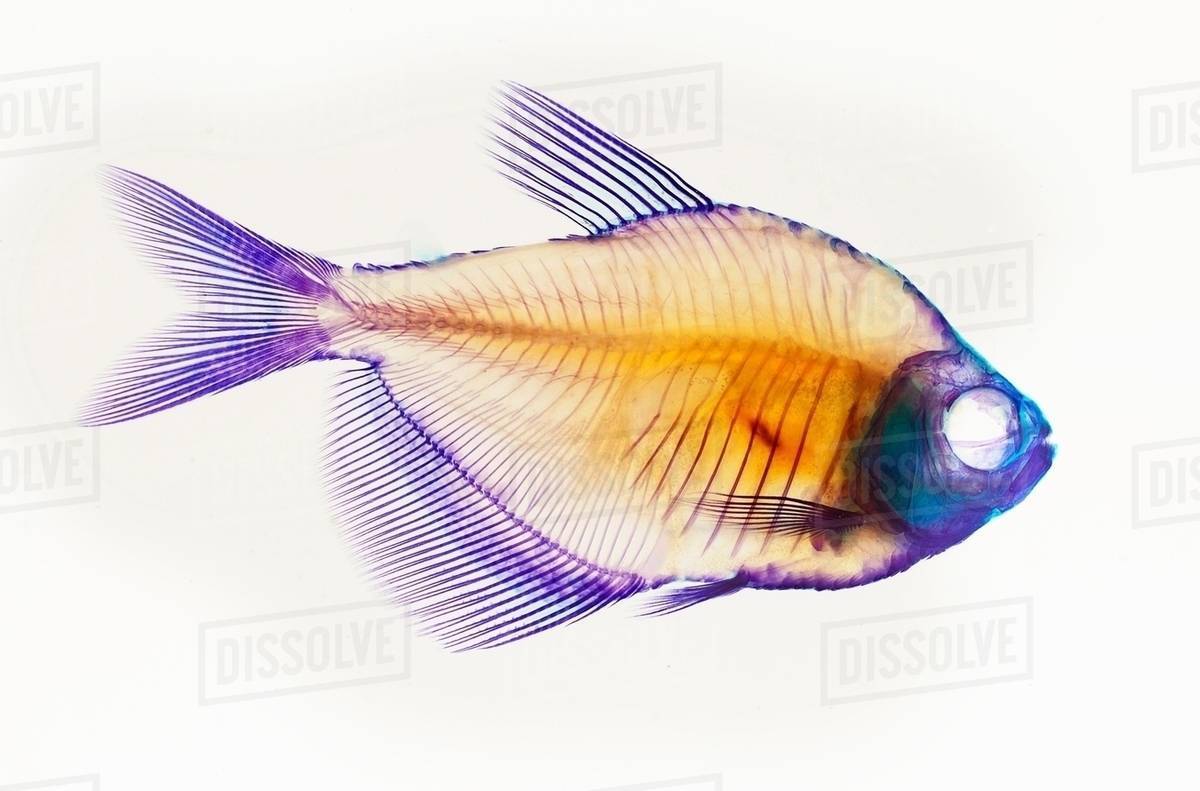Alizarin red bone stain anatomical fish skeleton preparation of a white ...