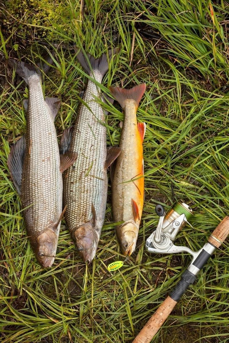 Overhead view of three caught fish on grass - Stock Photo - Dissolve