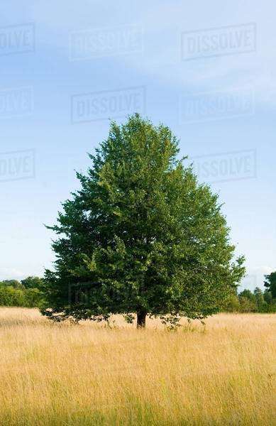 Tree in field of long summer grass - Stock Photo - Dissolve