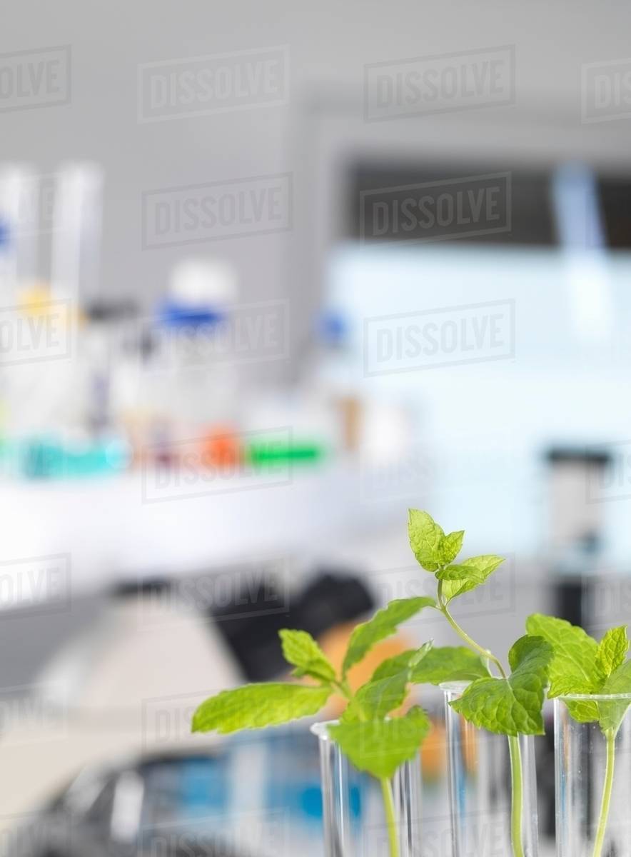 Plants contained in test tubes awaiting testing in a biotechnology lab ...
