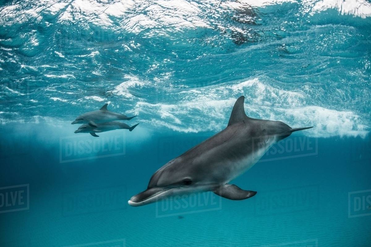 Atlantic spotted dolphins surfing on waves, looking at camera, Northern ...