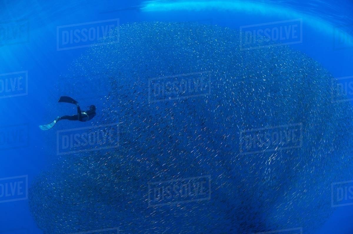 Freediver and school of baby snapper fish in baitball, San Benedicto ...