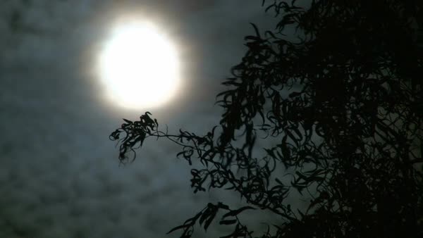 Full moon on cloudy night with willow tree leaves blowing in wind with ...