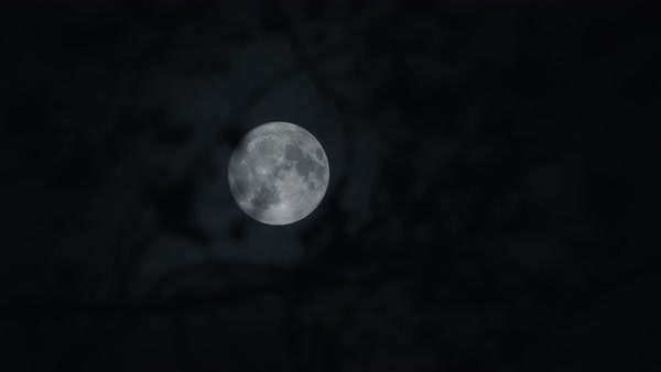 Wind blowing through tree and clouds passing night sky with full moon ...