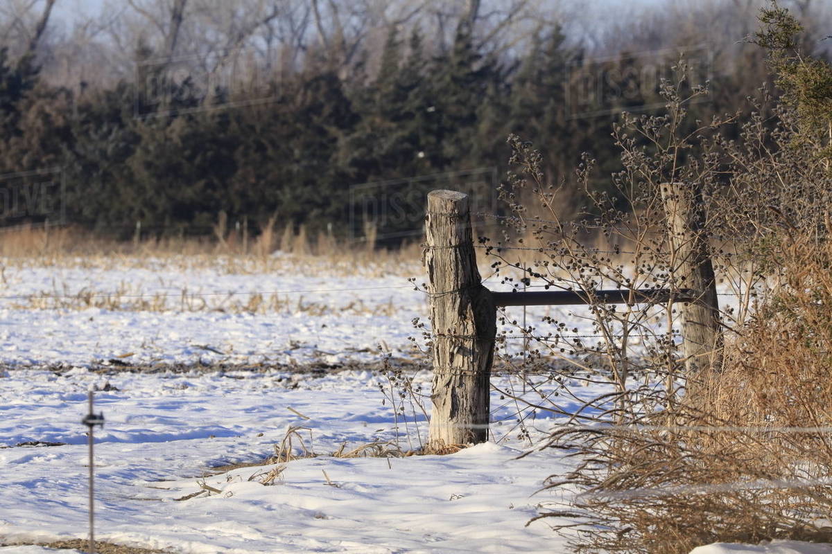Snowy Winter Wonderland with farm fence with tree's weeds and snow ...