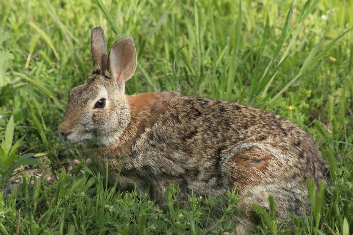 Brown Bunny Rabbit (Leporidae)(Lagomorpha) shot closeup in bright ...