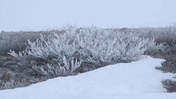 Snow tipped bush in the Arctic tundra. - Stock Video Footage - Dissolve
