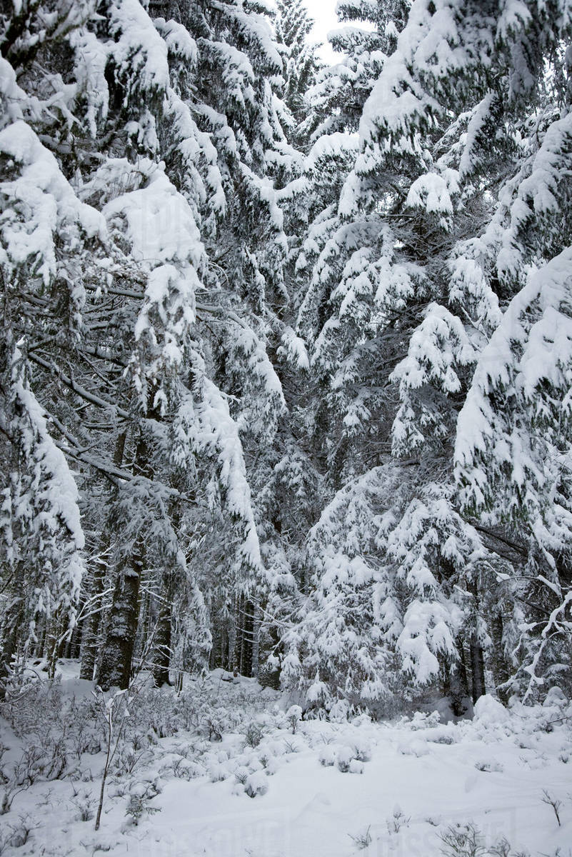 Snow-covered woods - Royalty-free Stock Photo | Dissolve
