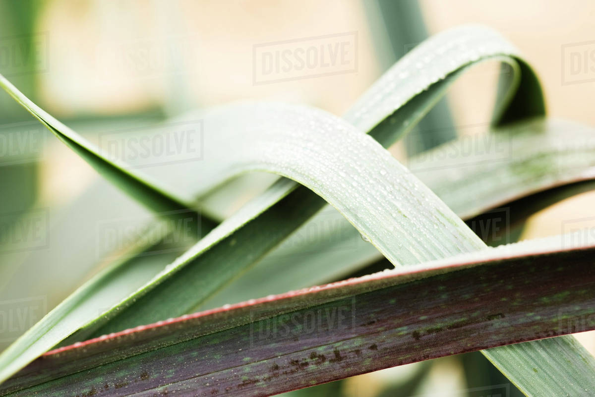 Leaf blades - Stock Photo - Dissolve