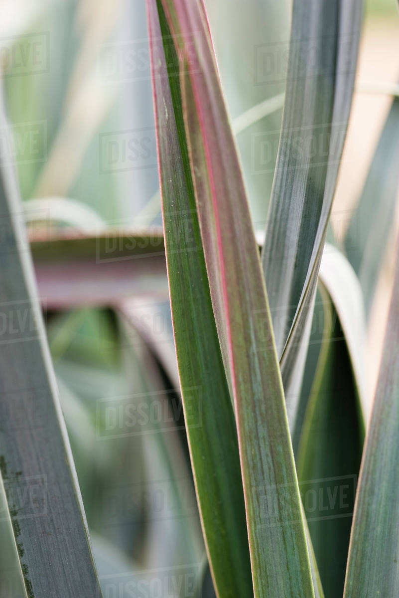 Leaf blades - Stock Photo - Dissolve