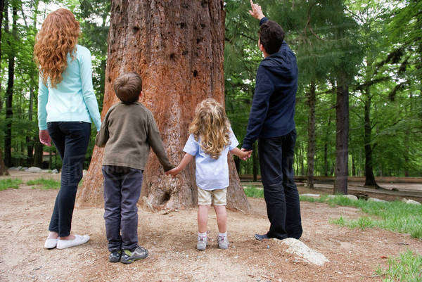 Family standing together at base of tree, rear view - Royalty-free ...