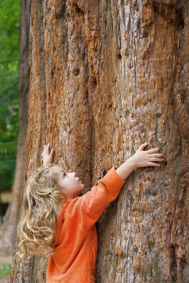 Little girl touching large tree trunk, looking up - Royalty-free Stock ...