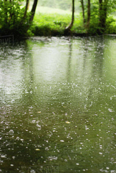 Raindrops on pond - Stock Photo - Dissolve