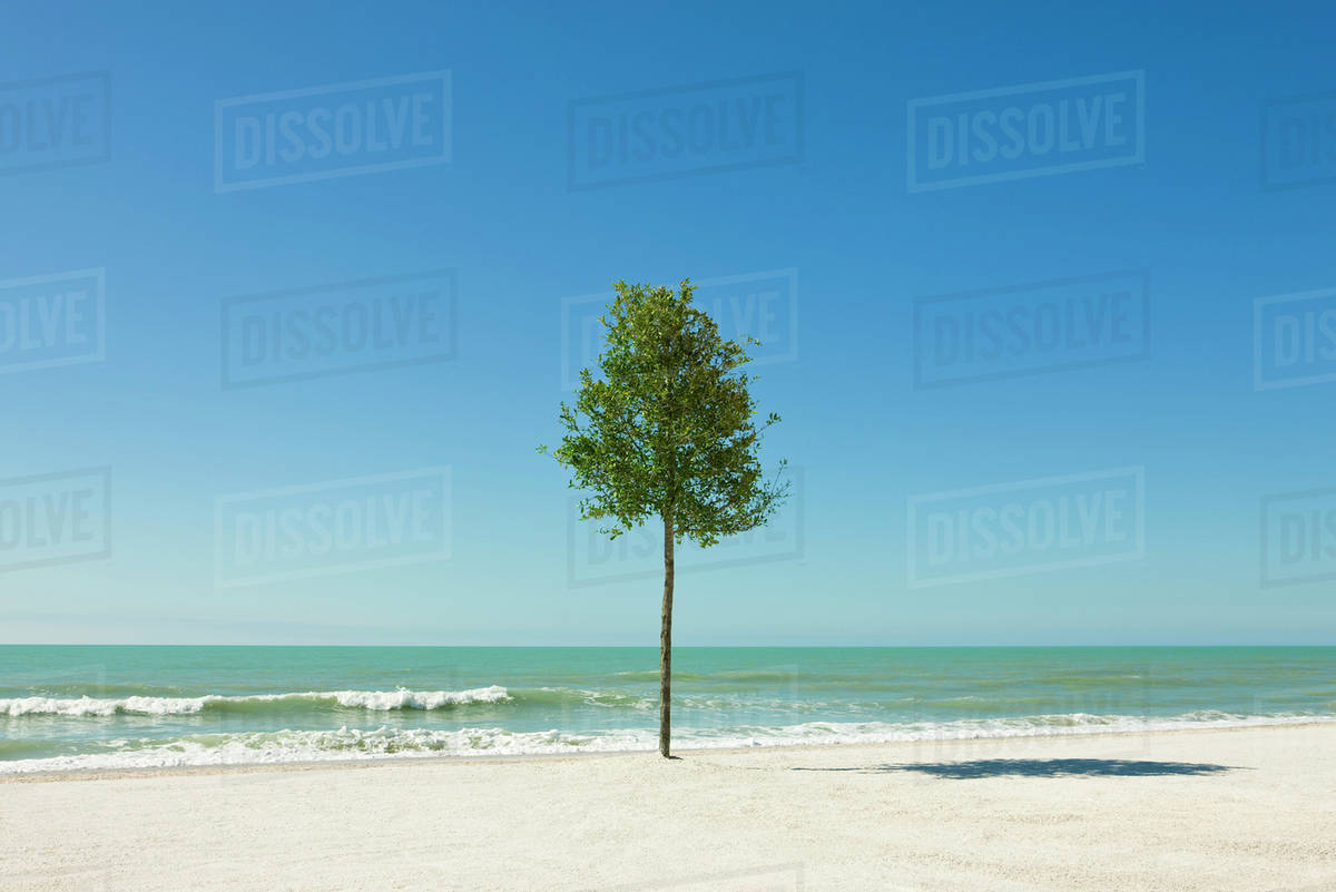 Lone tree growing on beach - Royalty-free Stock Photo | Dissolve