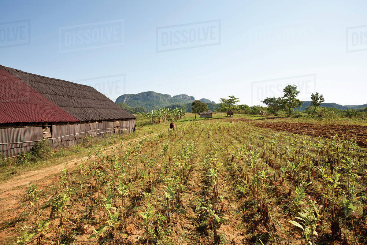 Crops growing in field - Royalty-free Stock Photo | Dissolve