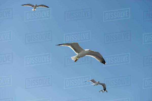 Gulls in flight - Royalty-free Stock Photo | Dissolve