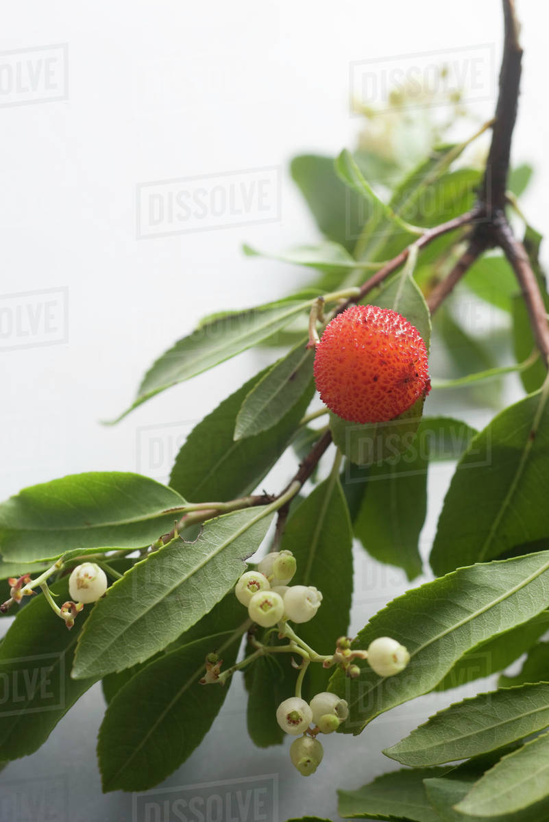 Lychee on branch - Royalty-free Stock Photo | Dissolve