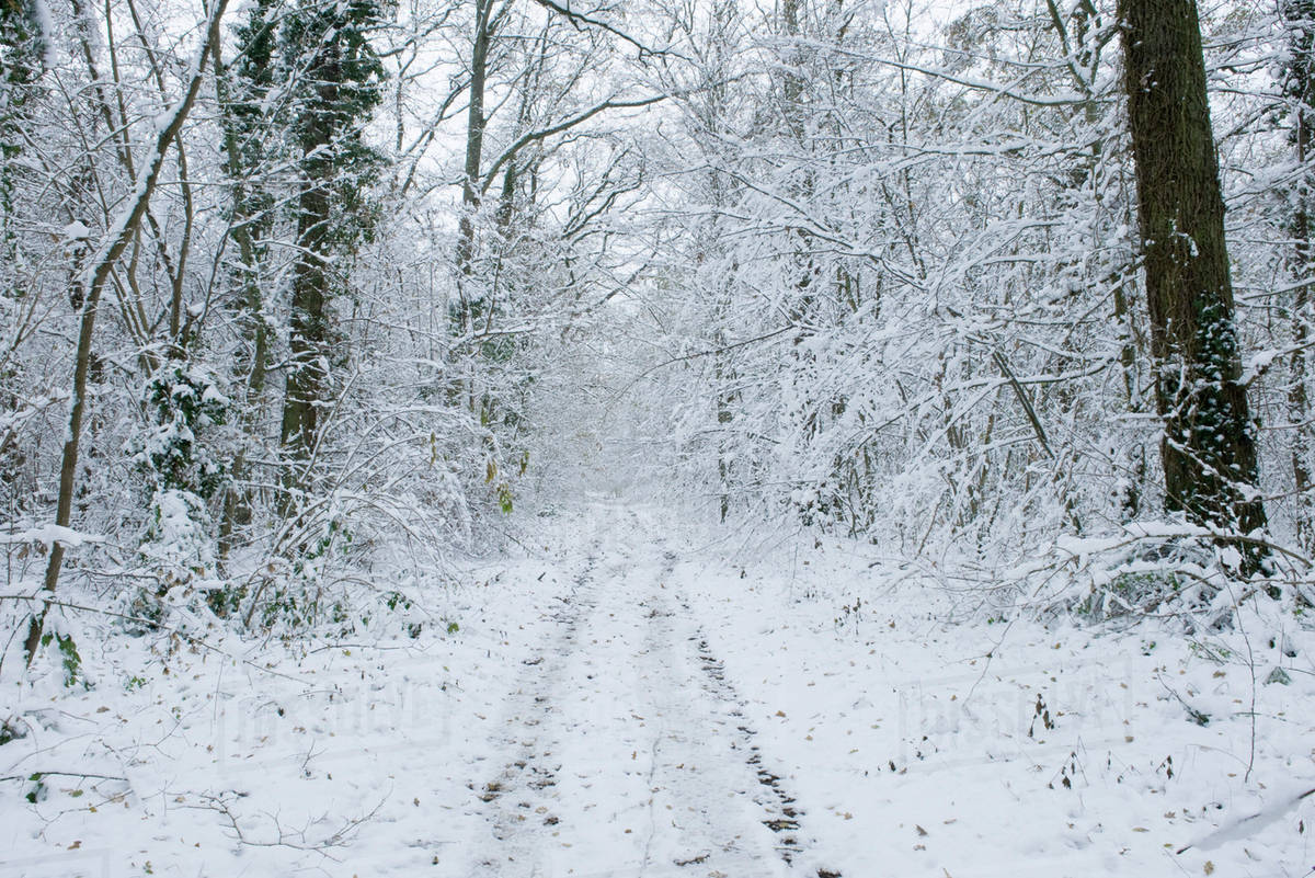 Snow-covered path through woods - Royalty-free Stock Photo | Dissolve