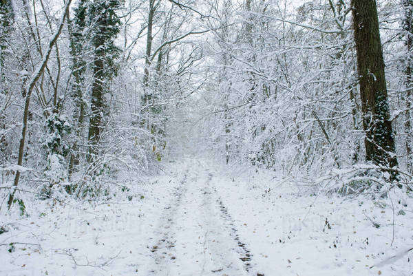 Snow-covered path through woods - Royalty-free Stock Photo | Dissolve