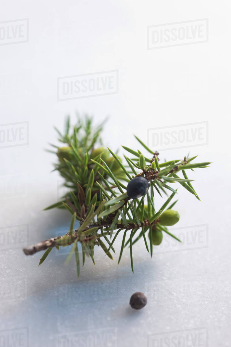 Juniper berry and juniper berry branch - Royalty-free Stock Photo ...