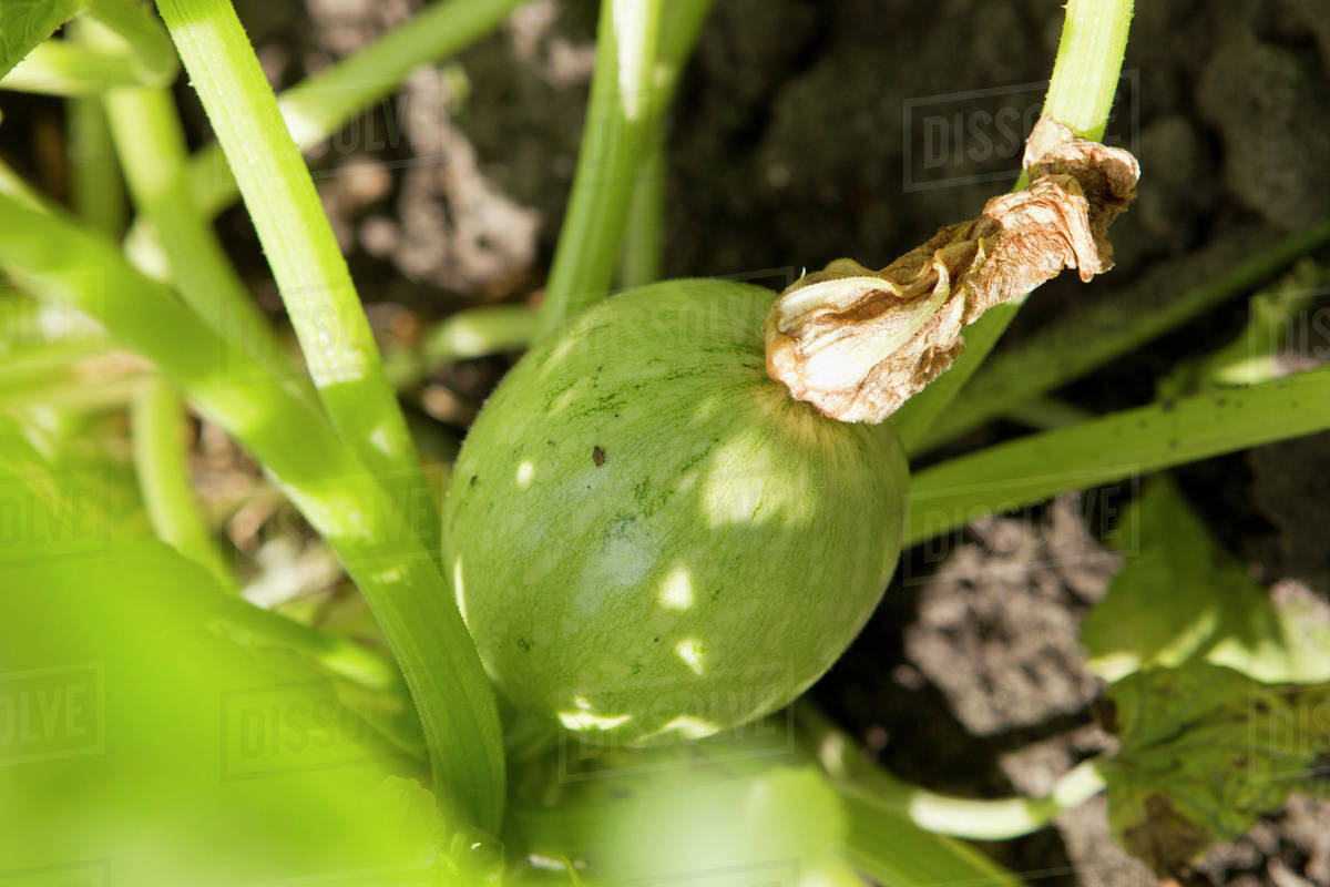 Globe zucchini growing on plant - Stock Photo - Dissolve