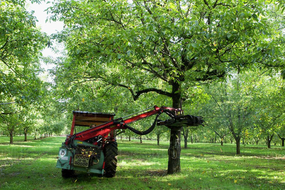 Harvesting nuts - Royalty-free Stock Photo | Dissolve