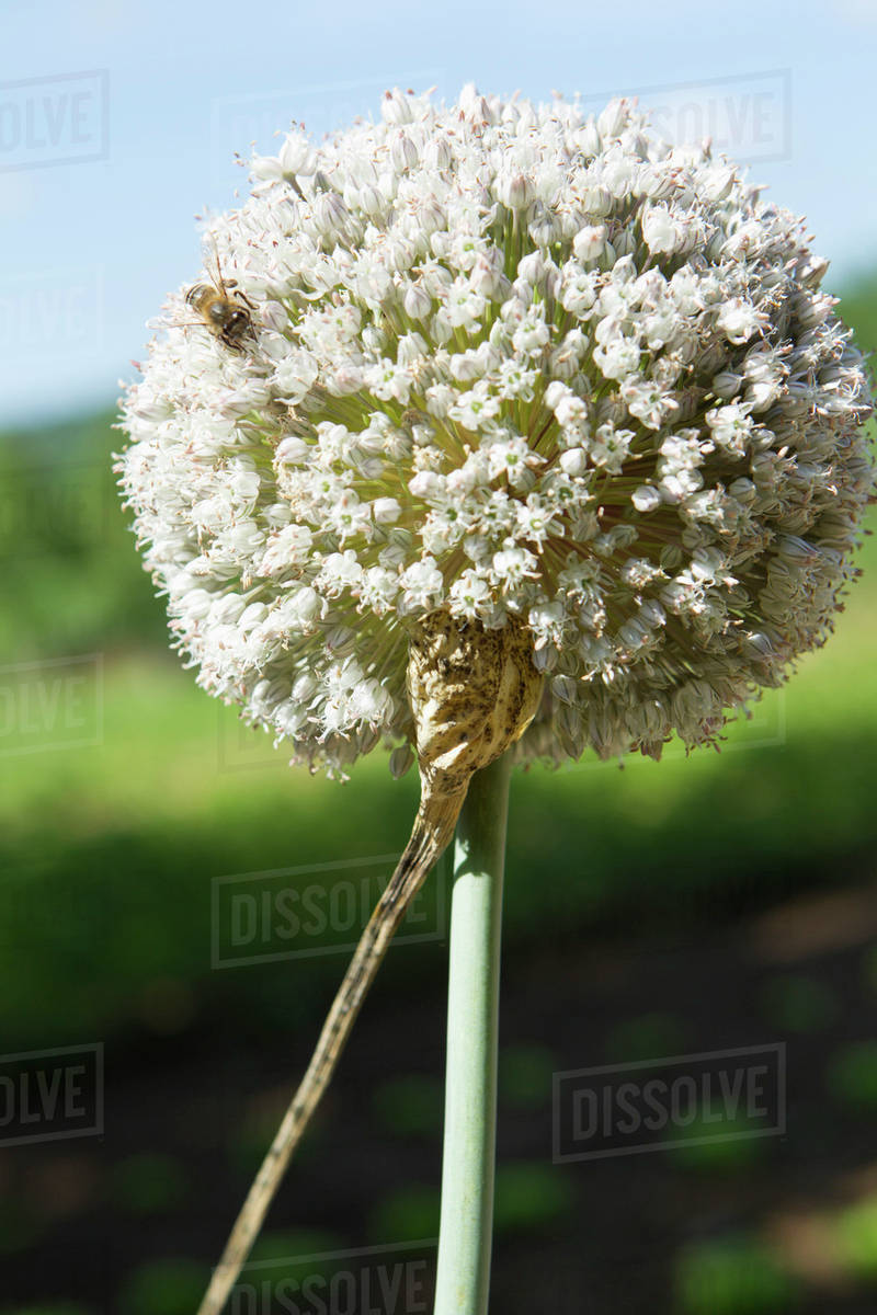 Garlic flower - Royalty-free Stock Photo | Dissolve
