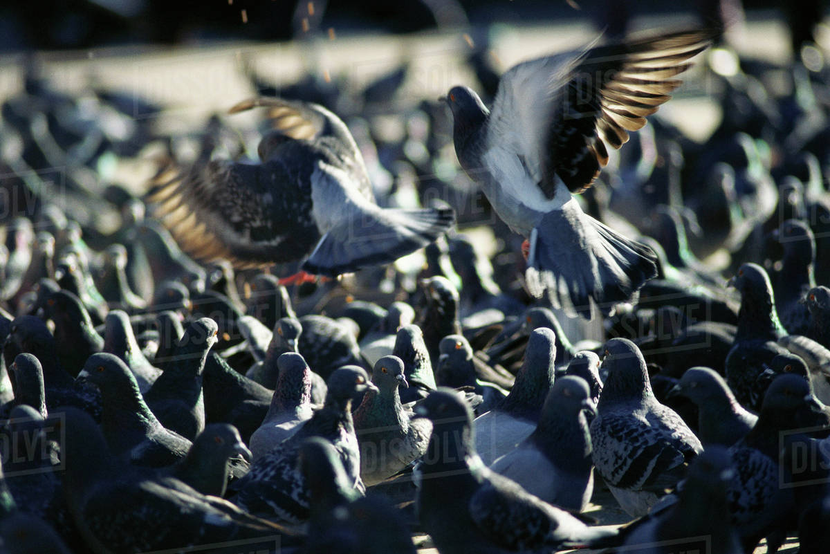 Flock of pigeons - Royalty-free Stock Photo | Dissolve