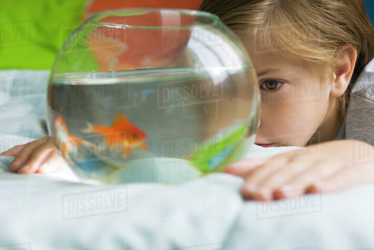 Child watching goldfish swim in fishbowl - Royalty-free Stock Photo ...