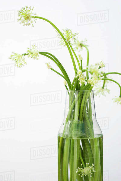 Garlic flowers, used as cooking ingredient - Stock Photo - Dissolve